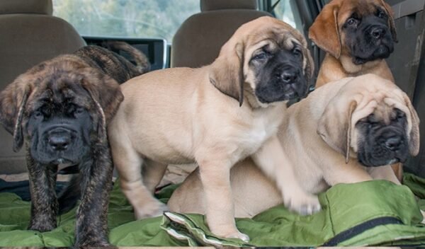 English Mastiff at Pottyregisteredpuppies.com