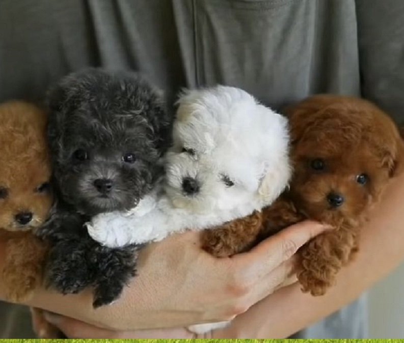 Maltipoo Dog: Puppies for sale
