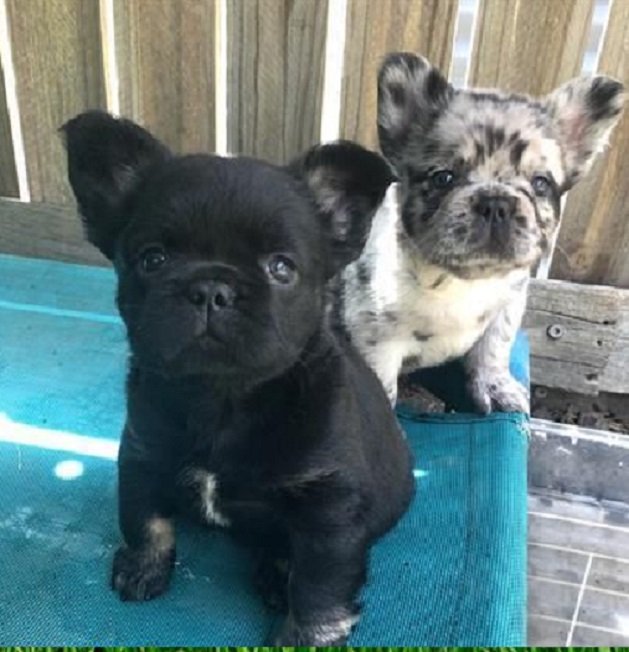 Available Puppies Tallahassee Florida: Pottyregisteredpuppies.com