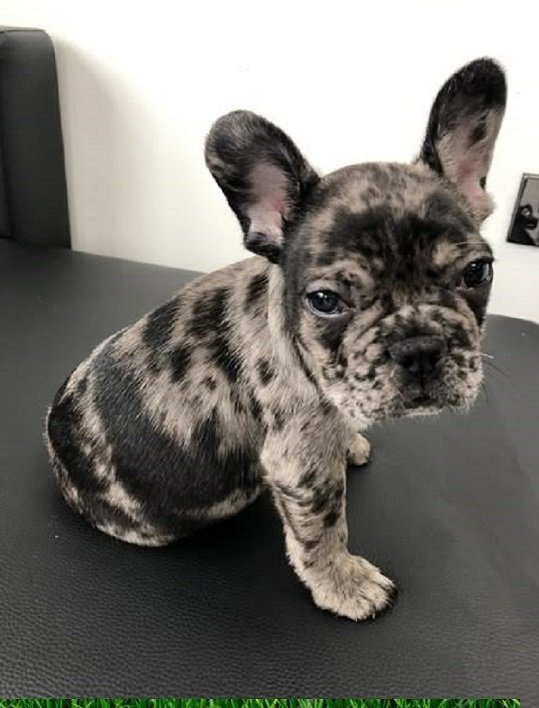 Dogs for sale in Jackson Mississippi: Puppies Available